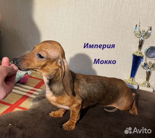 Эксклюзивная Девочка кроличьей таксы