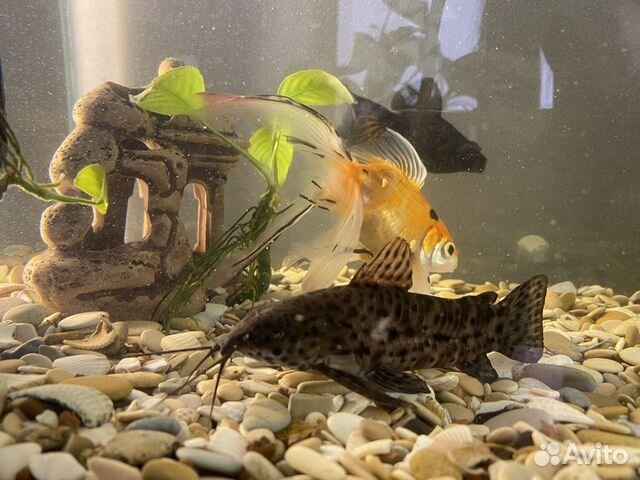 Сомы, телескоп и риукин