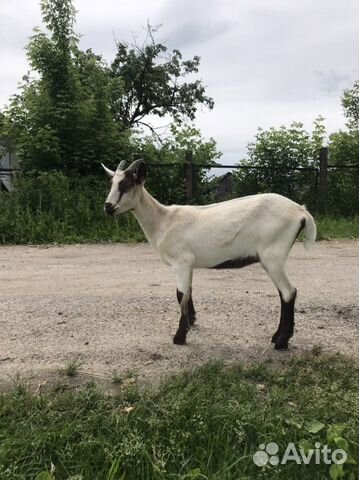 Коза на племя
