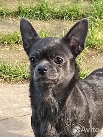 Годовалая голубая девочка чихуахуа