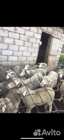 Баранчики с матками