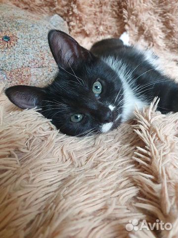 Котенок ищет свои ручки