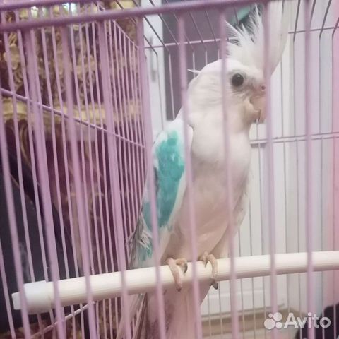 Попугай корелла птенец
