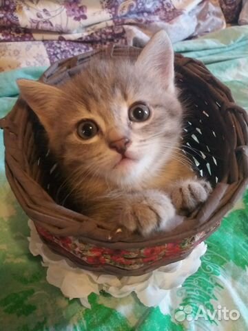 Котята в добрые руки бесплатно