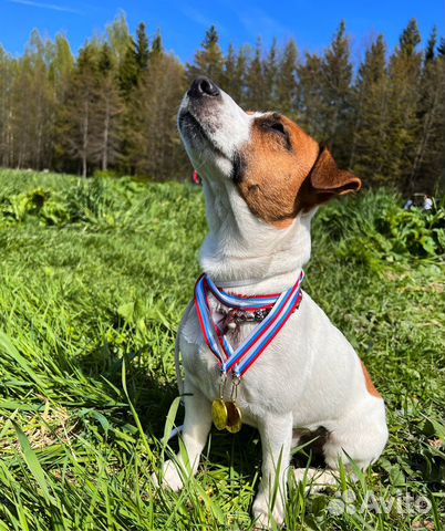 Джек Рассел вязка