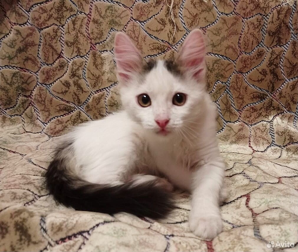 Котенок в добрые руки