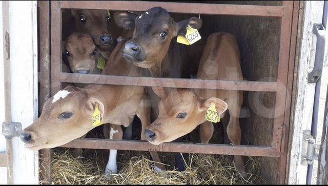 Бычки на откорм