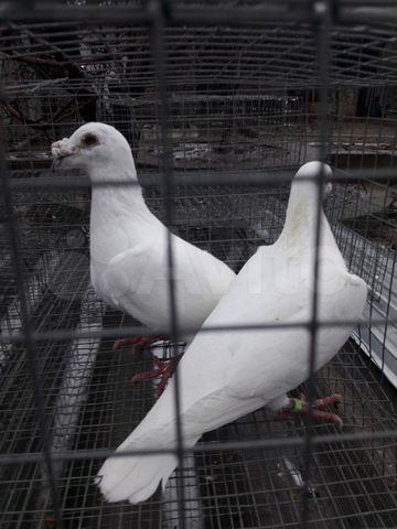 Голуби белые почтовые
