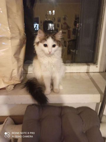 Котенок девочка Дуська 4,5мес домашняя