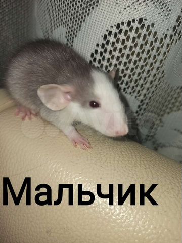 Крысята дамбо