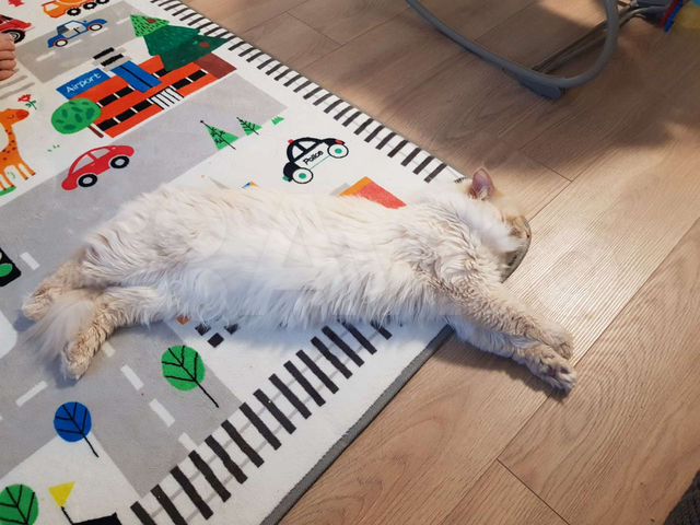 Коты на вязку