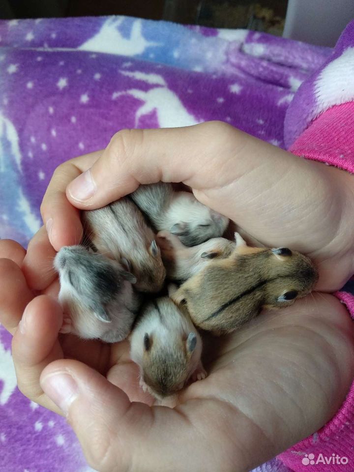 Джунгарский хомяк
