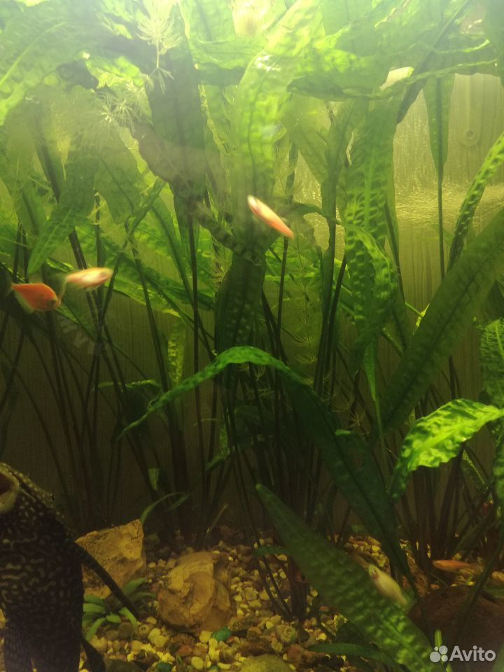 Криптокарина гигантская