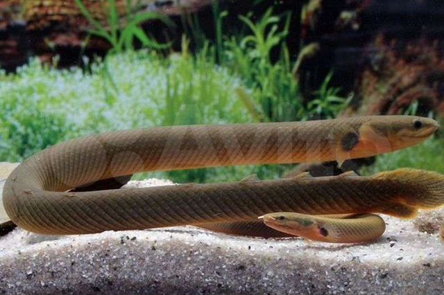 Каламоихт калабарский