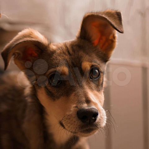 Тося очень грустит(щенок 7 мес)