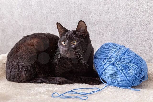 Удивительная Боня ищет семью