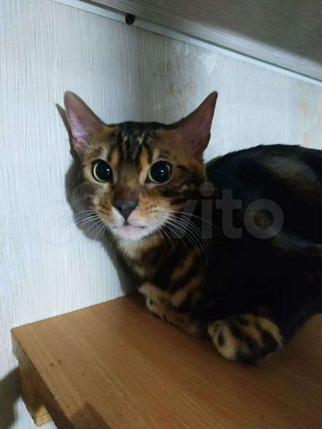 Бенгальская мраморная девочка