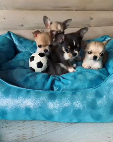 Чихуахуа супер мини кремовые куклята