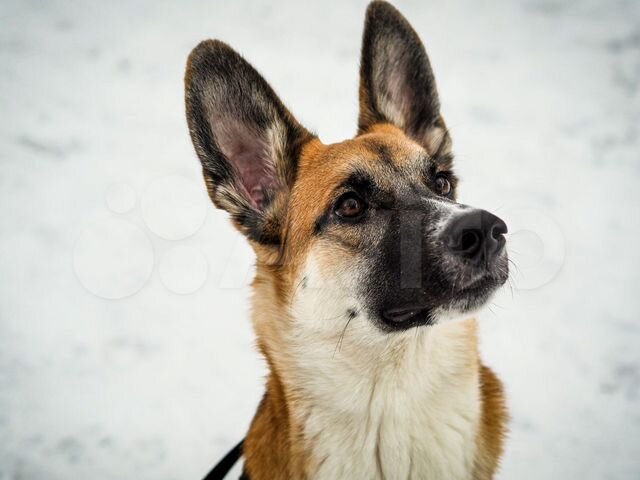 Ганс ищет хозяина