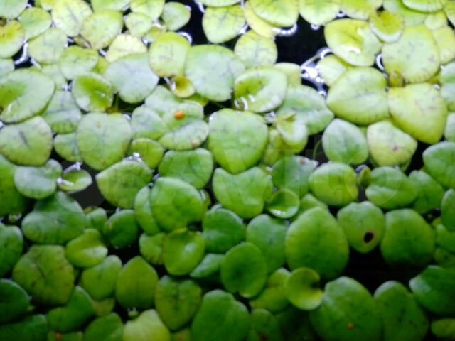 Трава для аквариума