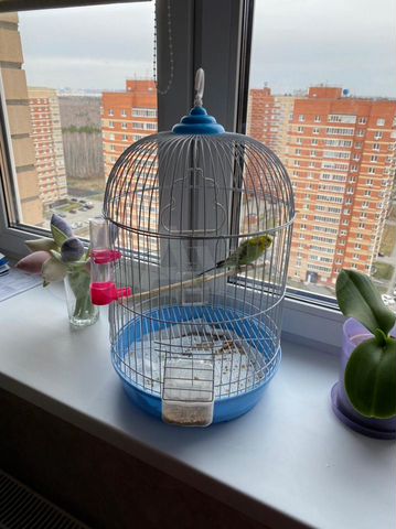 Попугай волнистый с клеткой