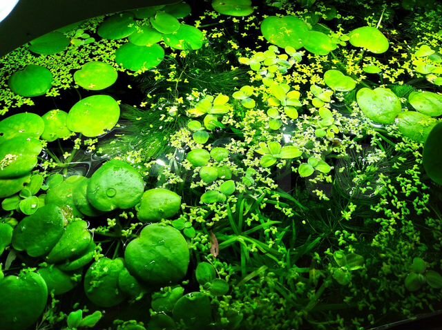 Обменяю растения (пистия, лимнобиум, роголистник)