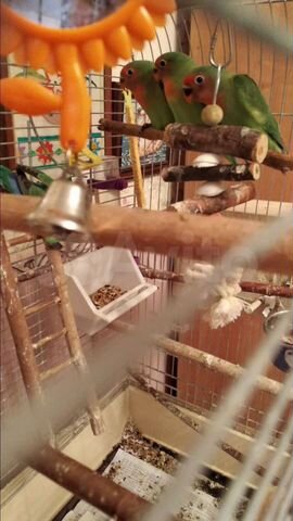 Птенцы неразлучники