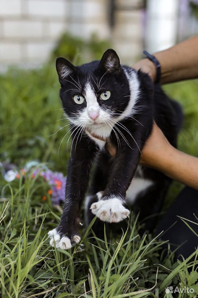 Маруся ищет дом