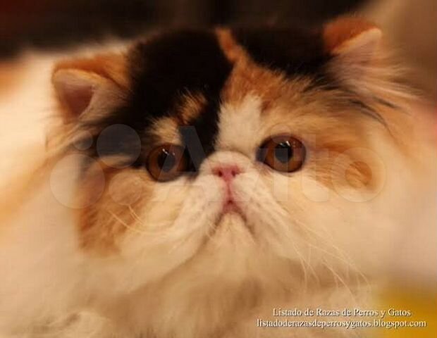 Кошка обалденная молодая