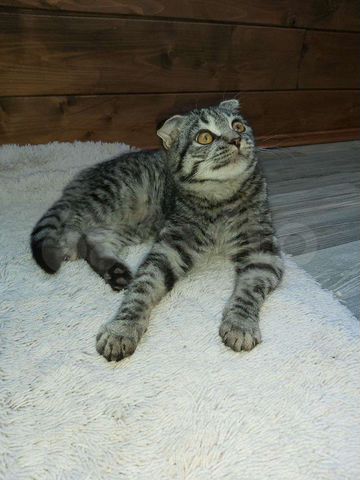 Шотландские вислоухие котята