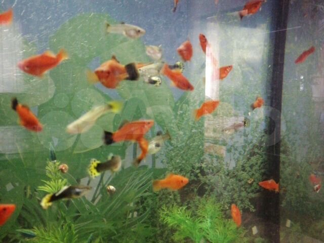 Аквариумные рыбки