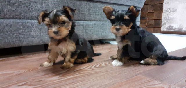 Йоркширский терьер