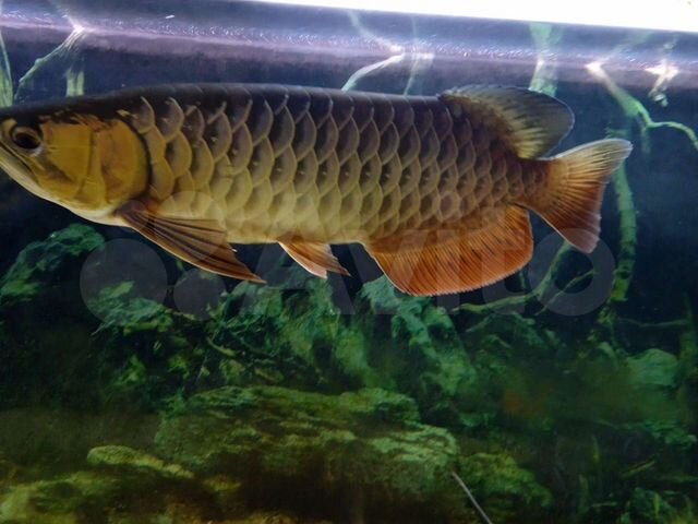 Арована золотая