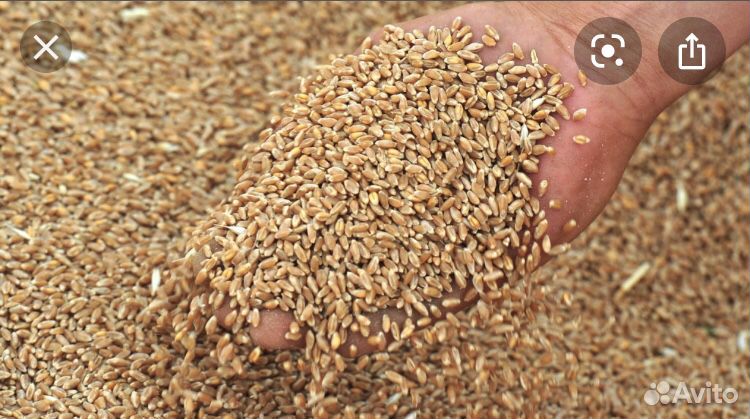 Продаю зерно