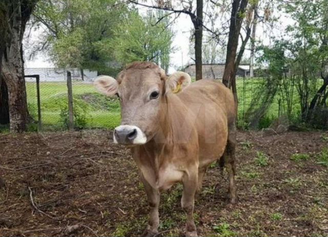 Телка Швицкой породы