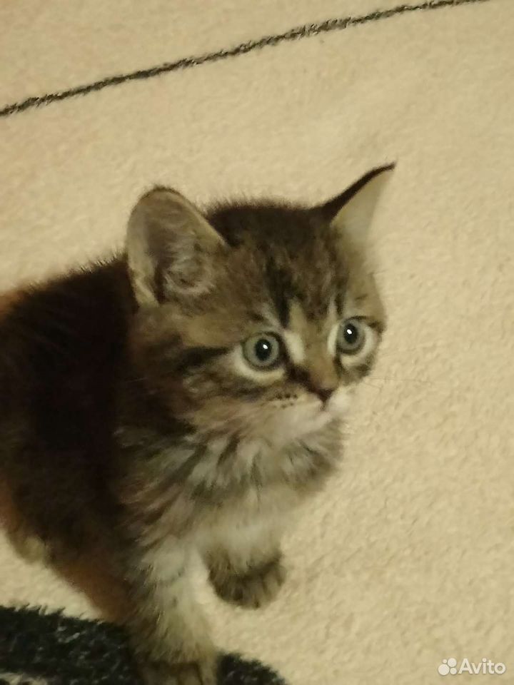 Кошка