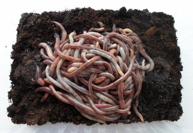 Дендробена - самый уловистые черви для рыбалки