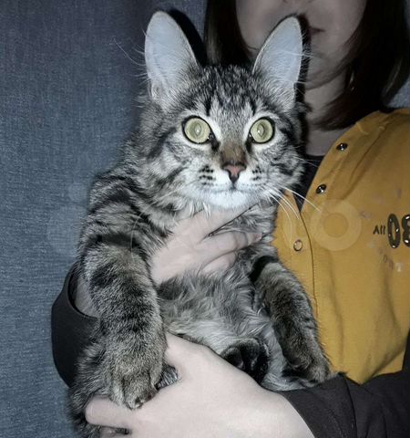 Котенок ласкучая девочка 3 мес, сибирская