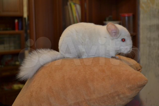 Шиншпллы от Шиншилла-клуб