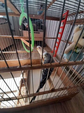 Волнистый попугай с клеткой