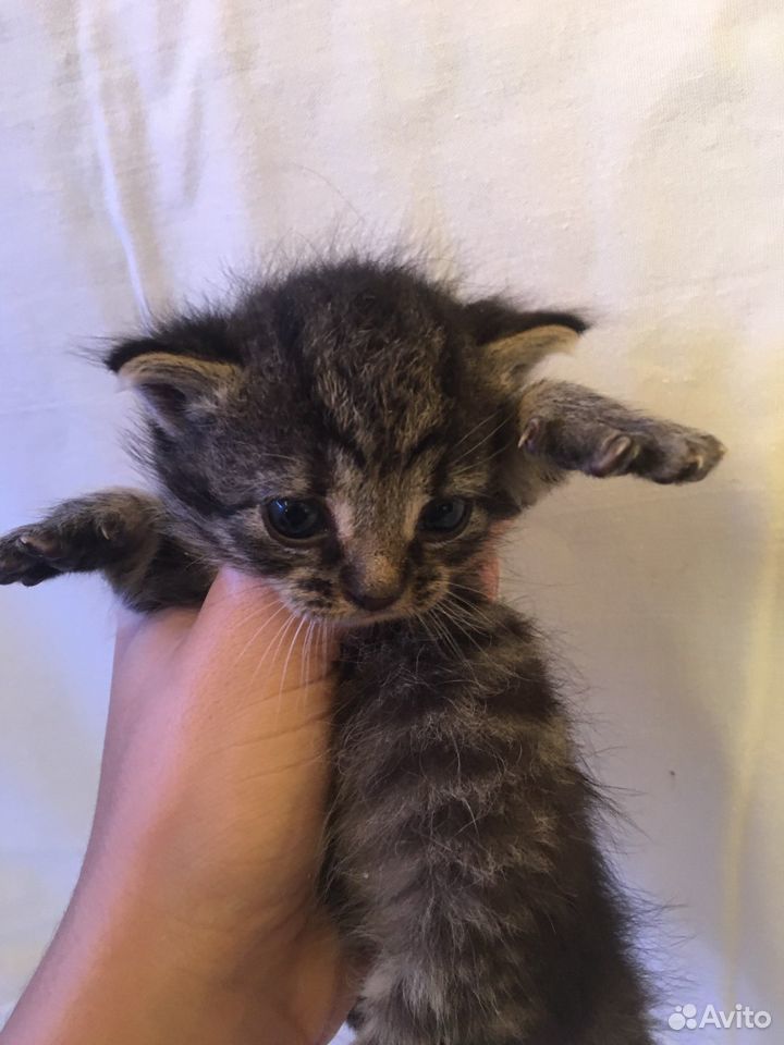Котенок британской кошки