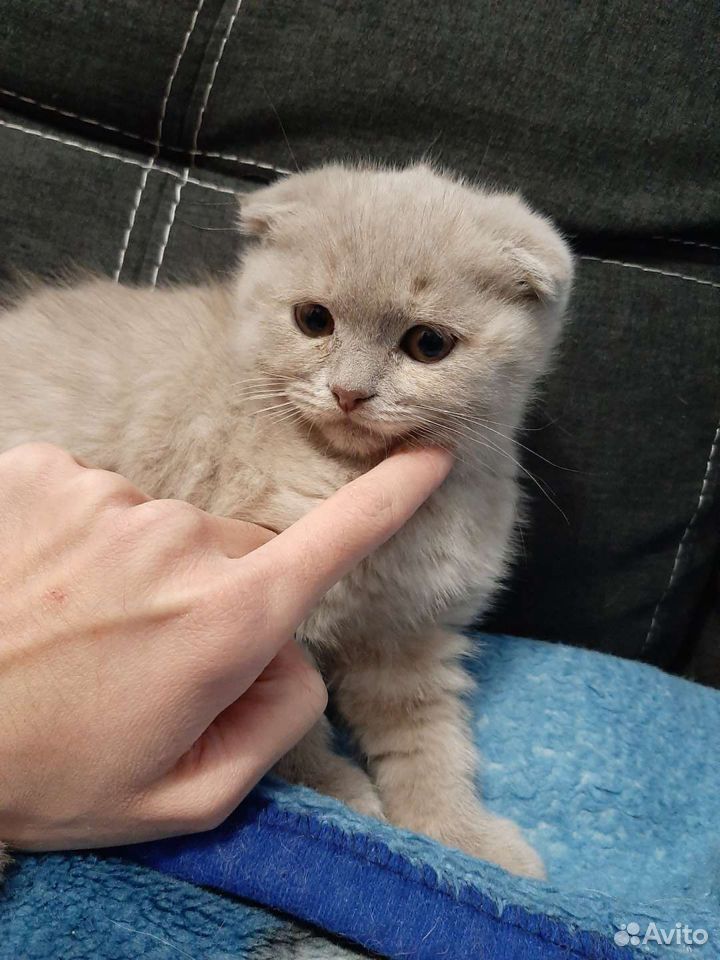 Британский вислоухий котёнок девочка