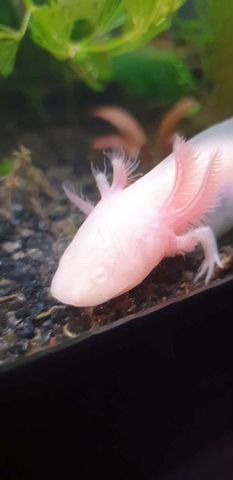 Аксолотли альбиносы