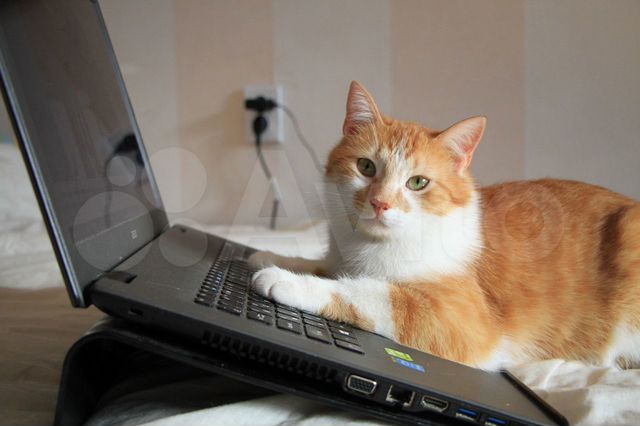 Рыжие коты несравненной красоты