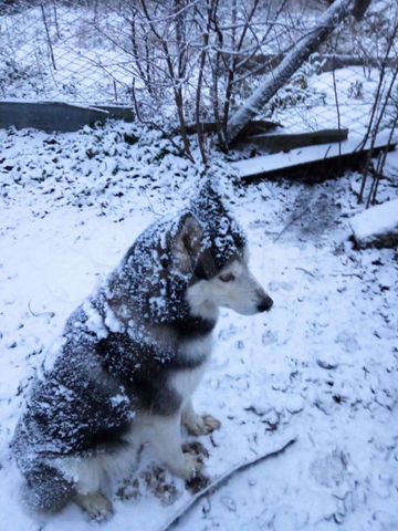 Вязка кобель