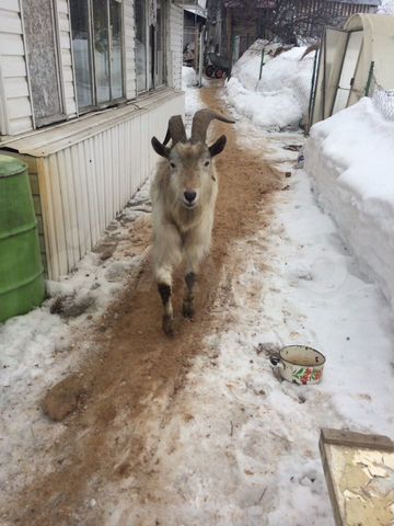 Козел зааненский, коза дойная