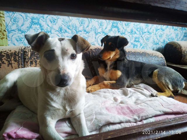 Собака в добрые руки