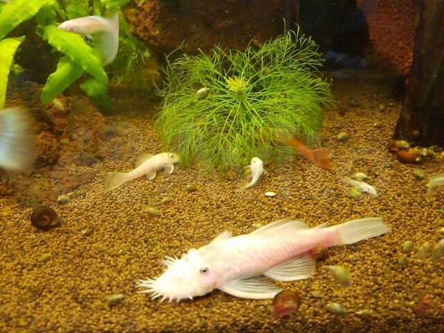 L144 Snow White анциструс