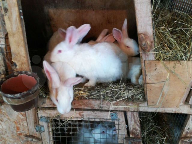 Кролики великаны