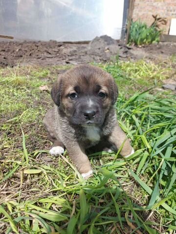 Собака в добрые руки щенок